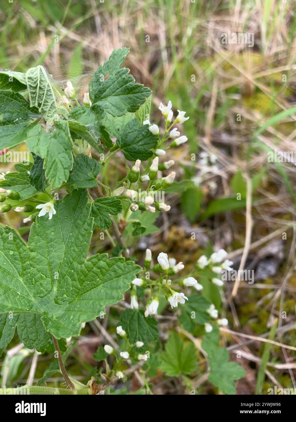 Hudsonianum hi-res stock photography and images - Alamy