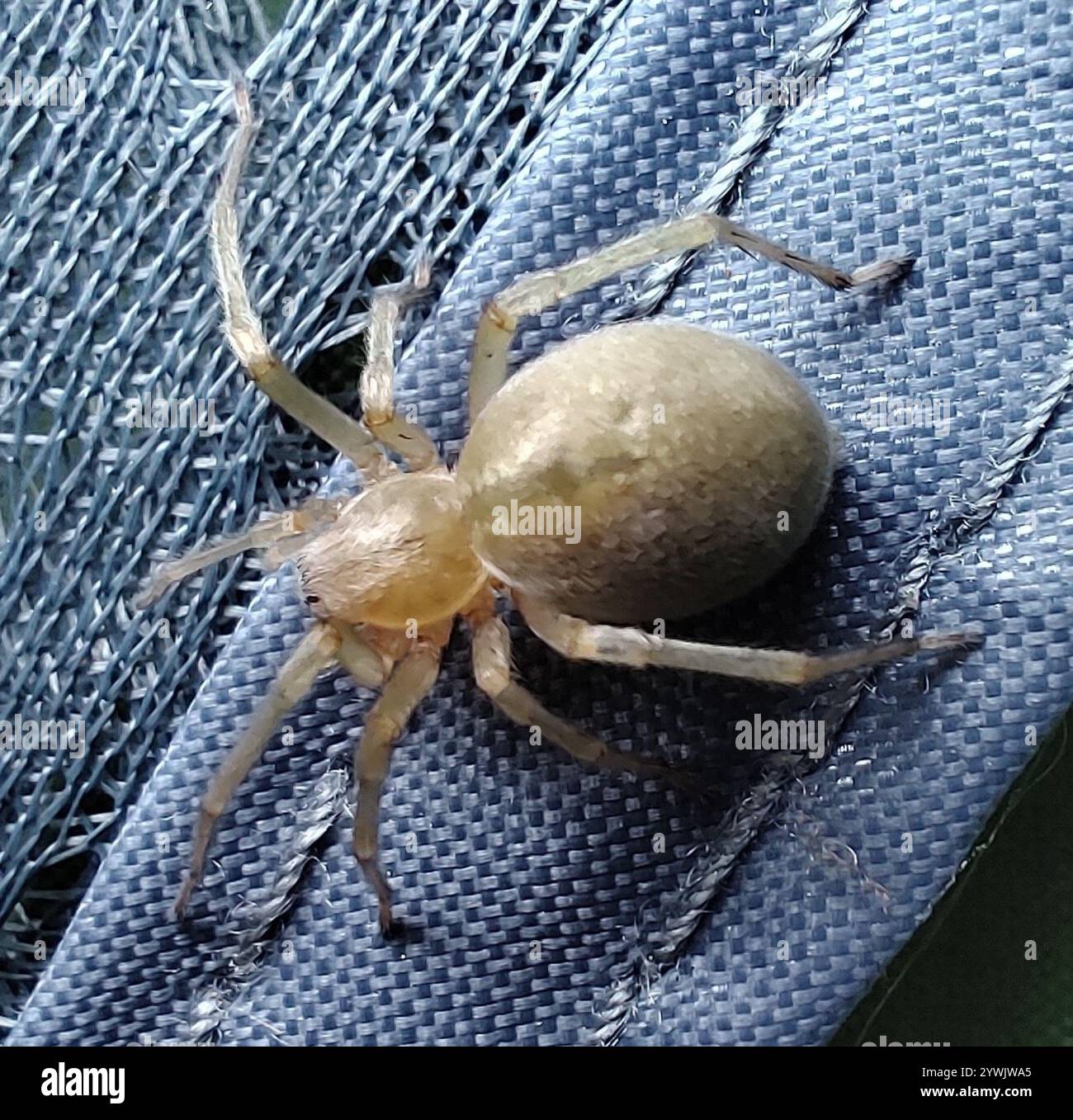 Longlegged Sac Spiders (Cheiracanthium Stock Photo - Alamy