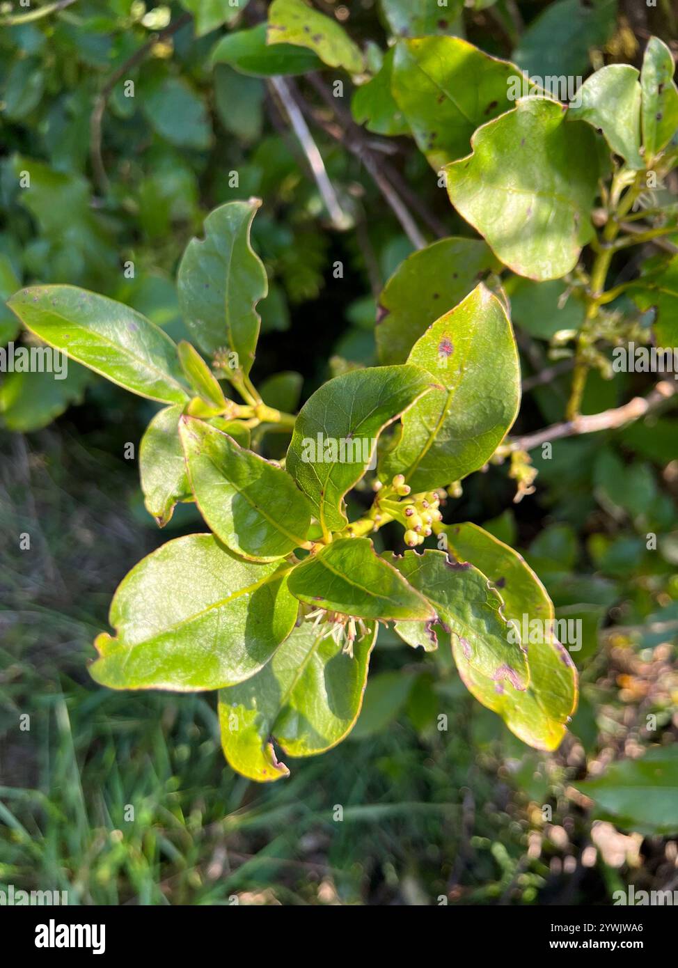 Kanono (Coprosma grandifolia Stock Photo - Alamy