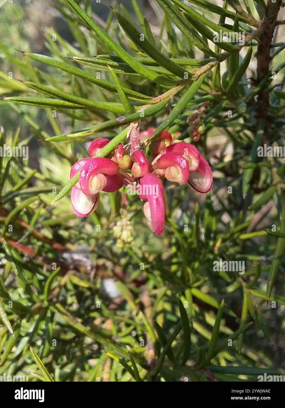 rosemary grevillea (Grevillea rosmarinifolia Stock Photo - Alamy