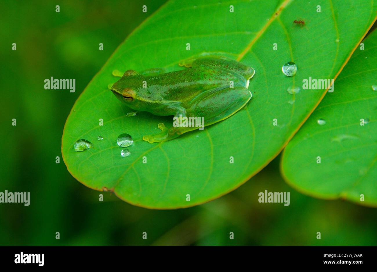 Hatchet-faced Tree Frogs (Sphaenorhynchus Stock Photo - Alamy