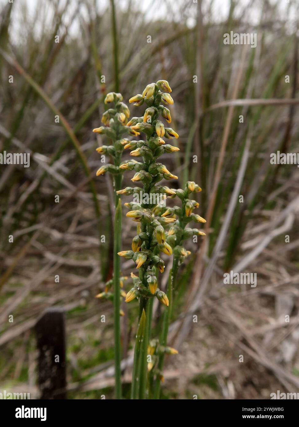 Midge Orchids (Genoplesium Stock Photo - Alamy