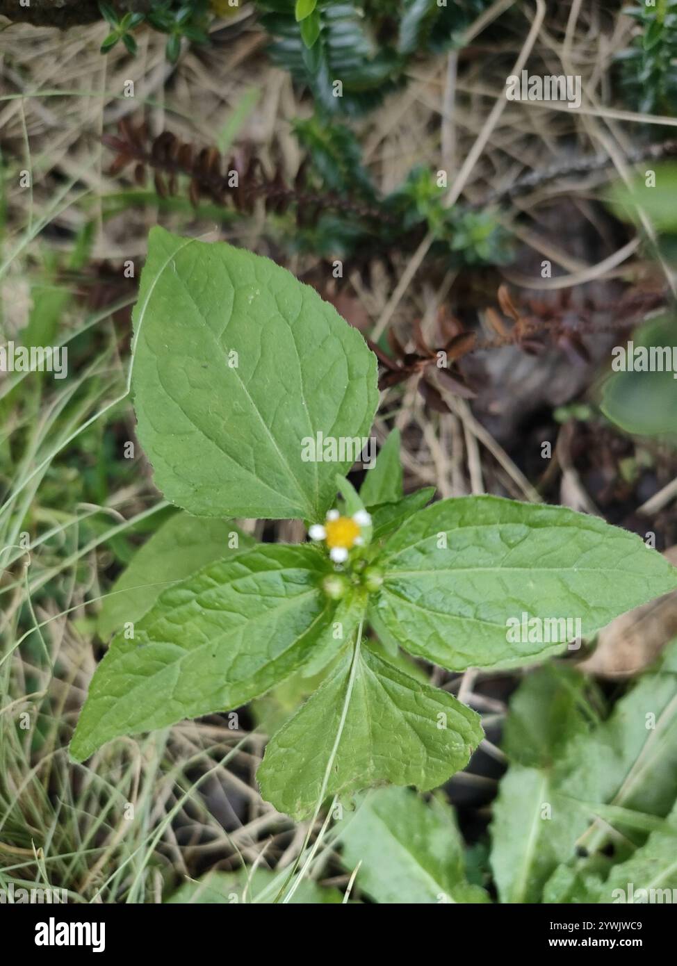 Gallant Soldier (Galinsoga parviflora Stock Photo - Alamy