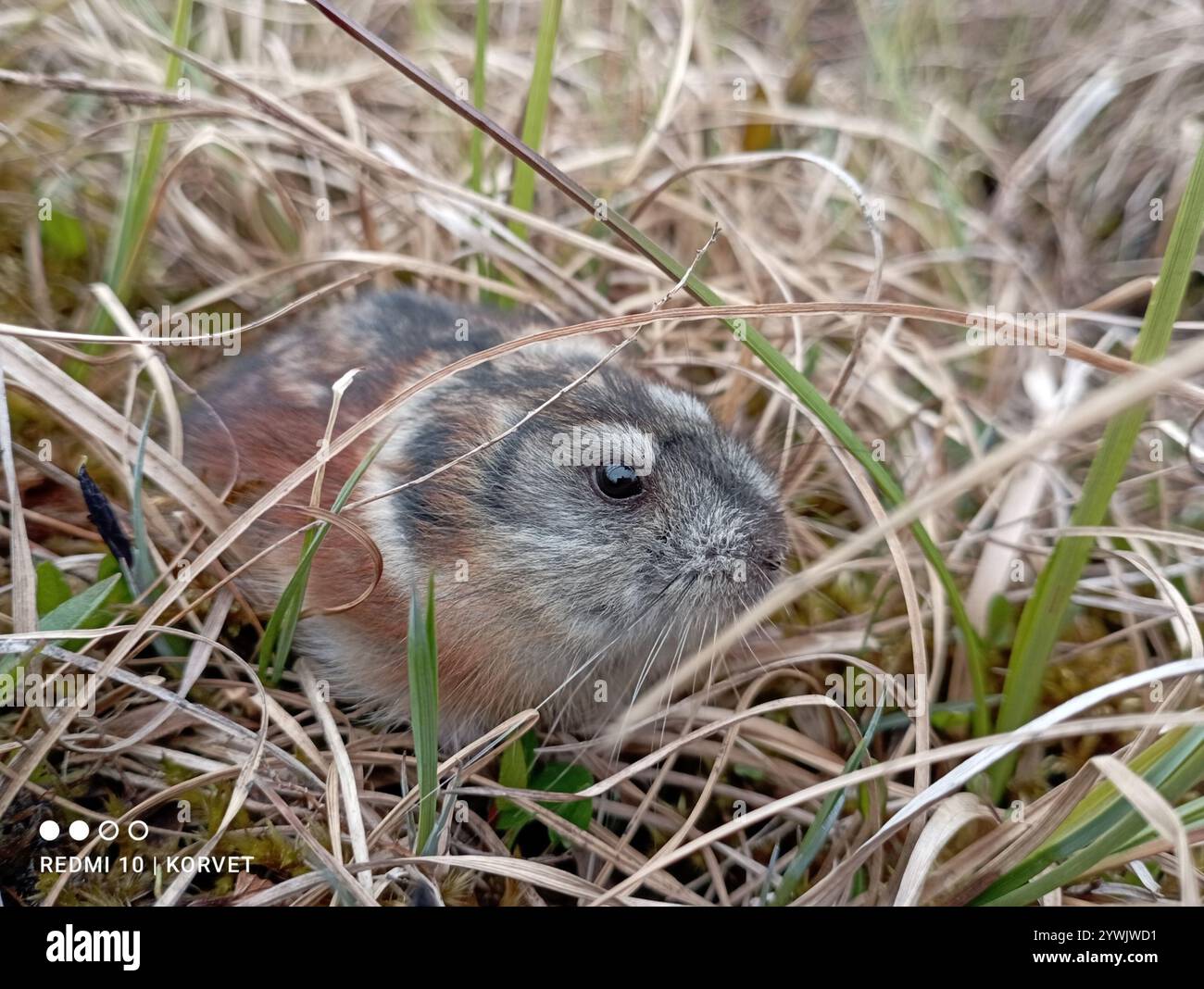 Arctic Lemming (Dicrostonyx torquatus Stock Photo - Alamy