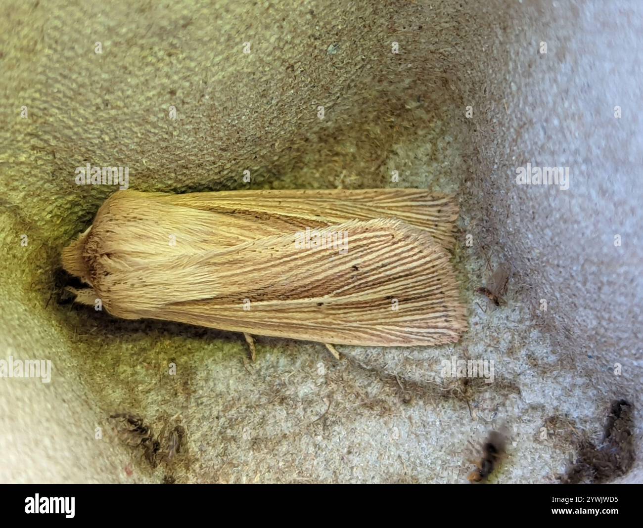 Smoky Wainscot (Mythimna impura Stock Photo - Alamy
