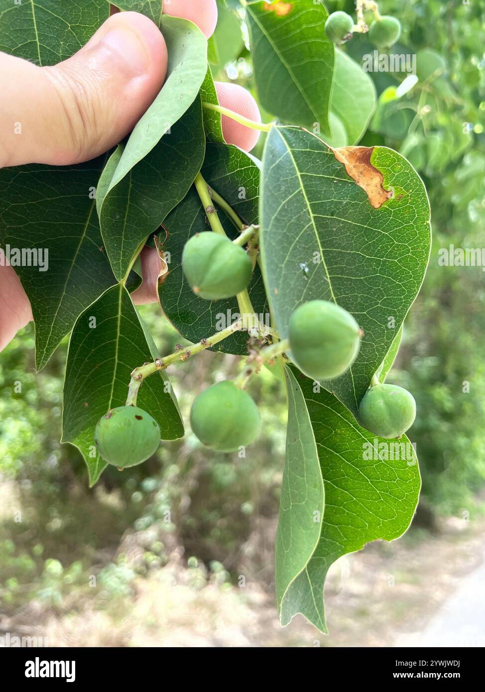 Chinese Tallow (Triadica sebifera Stock Photo - Alamy