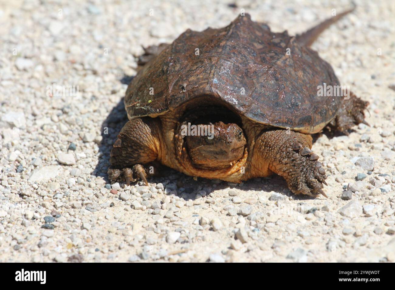 Common Snapping Turtle (Chelydra serpentina Stock Photo - Alamy