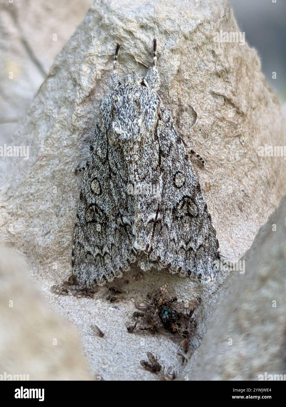Sycamore Moth (Acronicta aceris Stock Photo - Alamy