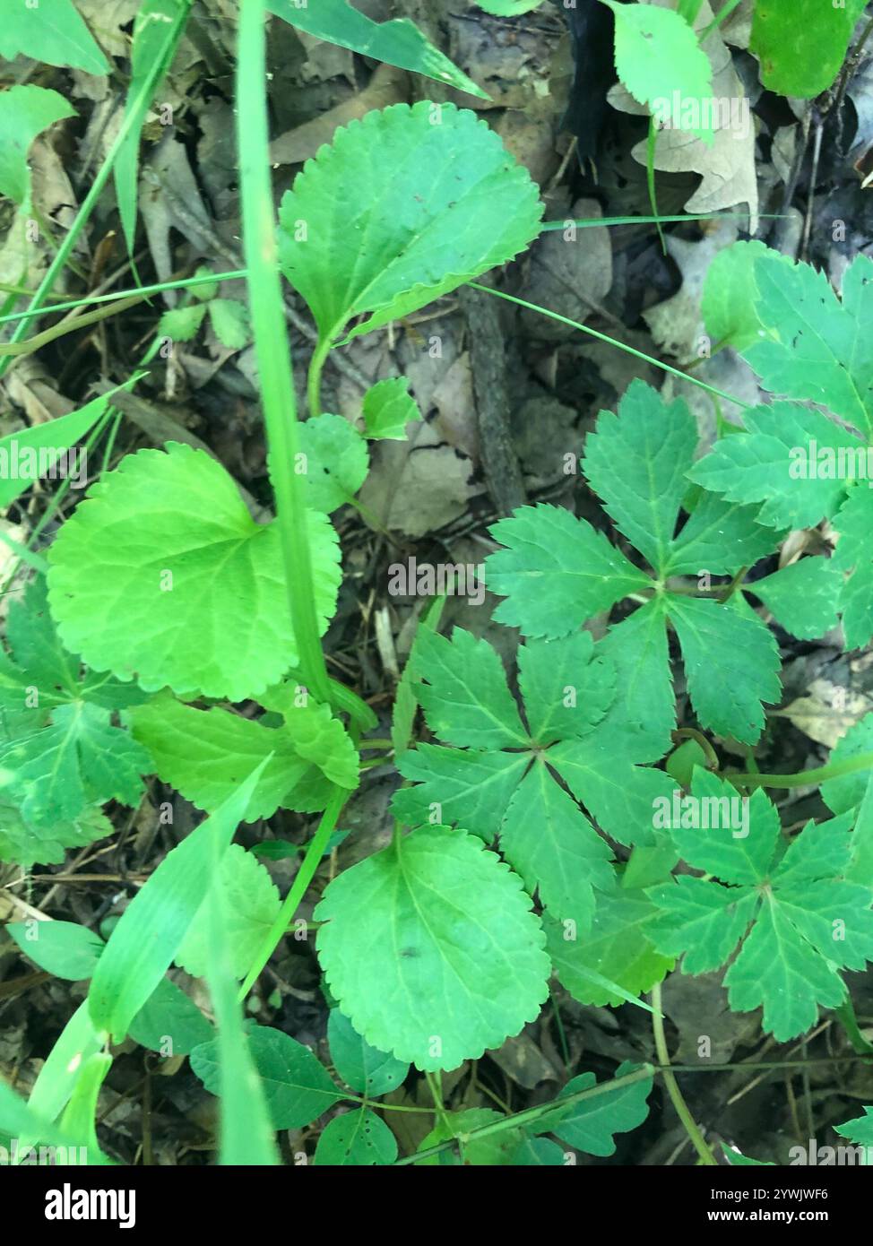 roundleaf ragwort (Packera obovata Stock Photo - Alamy