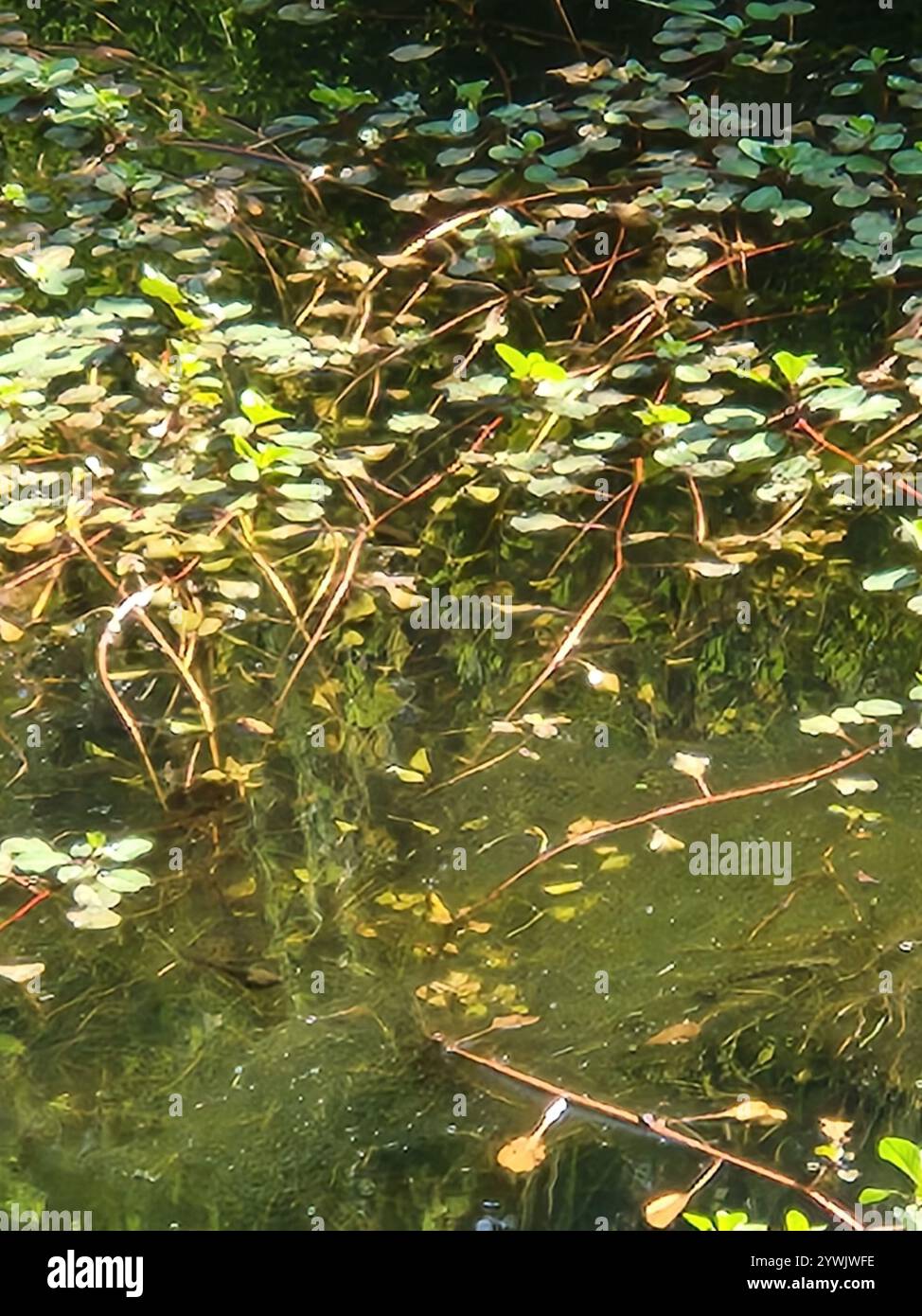 floating primrose-willow (Ludwigia peploides Stock Photo - Alamy