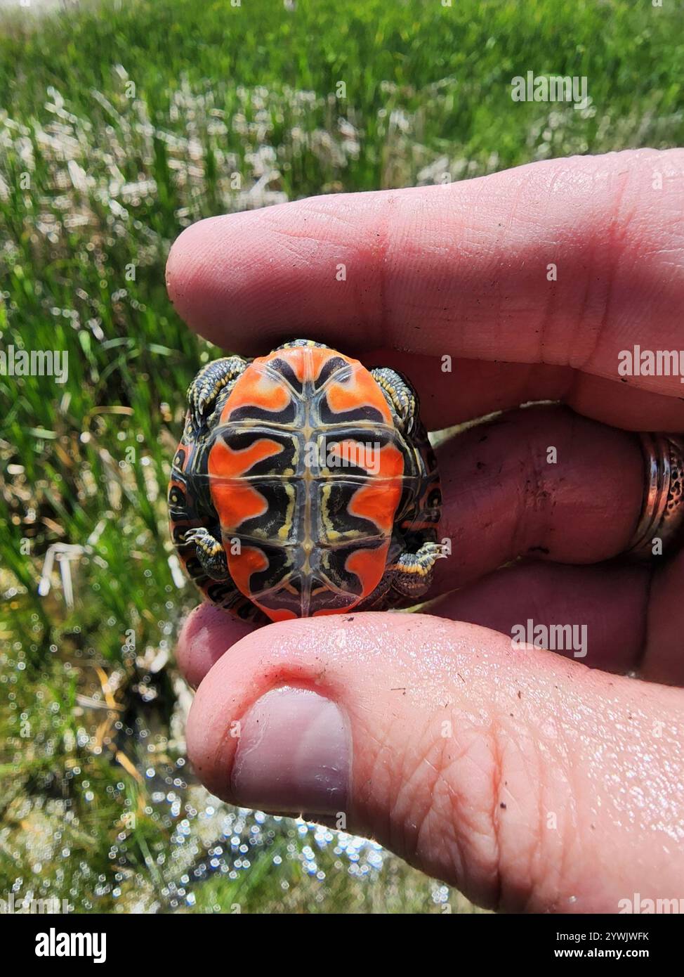 Painted Turtle (Chrysemys picta Stock Photo - Alamy