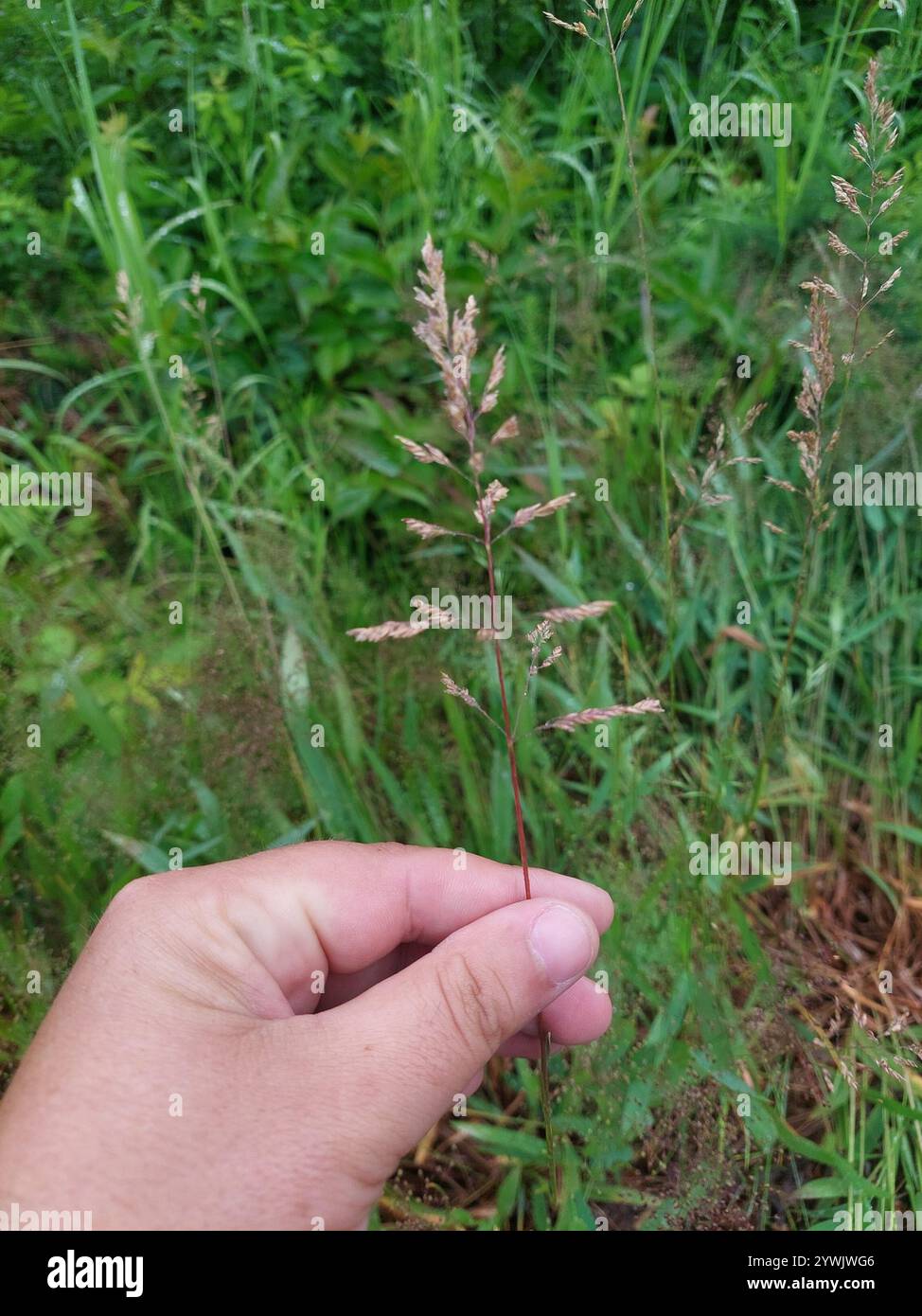 Smooth Meadow-grass (Poa pratensis Stock Photo - Alamy