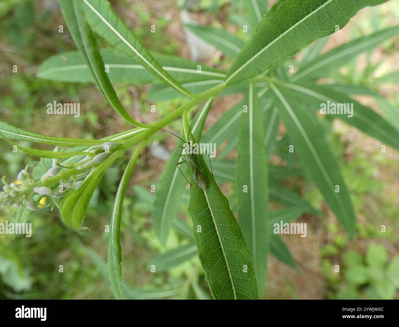 Black-kneed Capsid (Blepharidopterus angulatus Stock Photo - Alamy