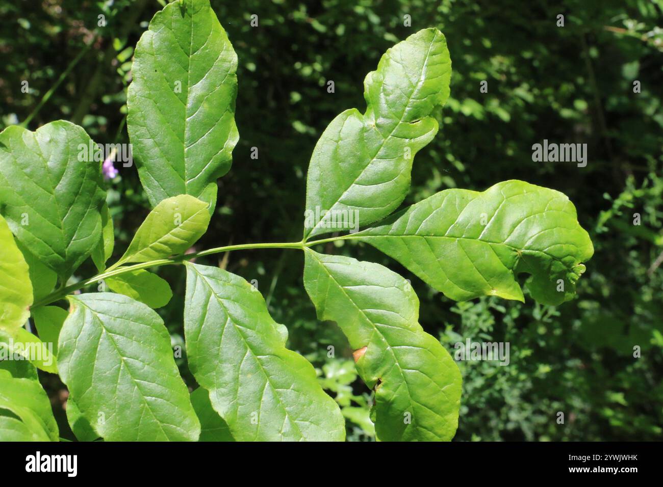 Oregon Ash (Fraxinus latifolia Stock Photo - Alamy
