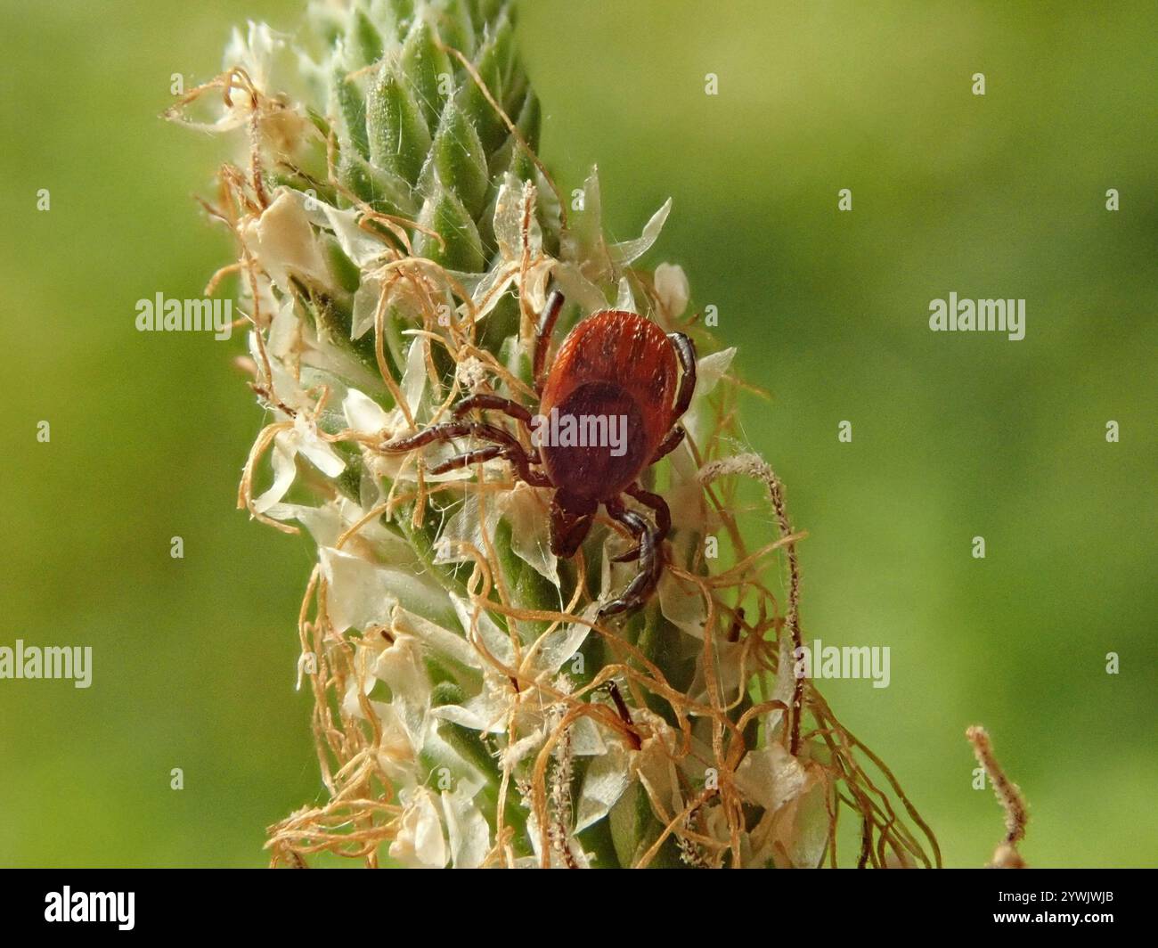 Castor Bean Tick (Ixodes ricinus Stock Photo - Alamy