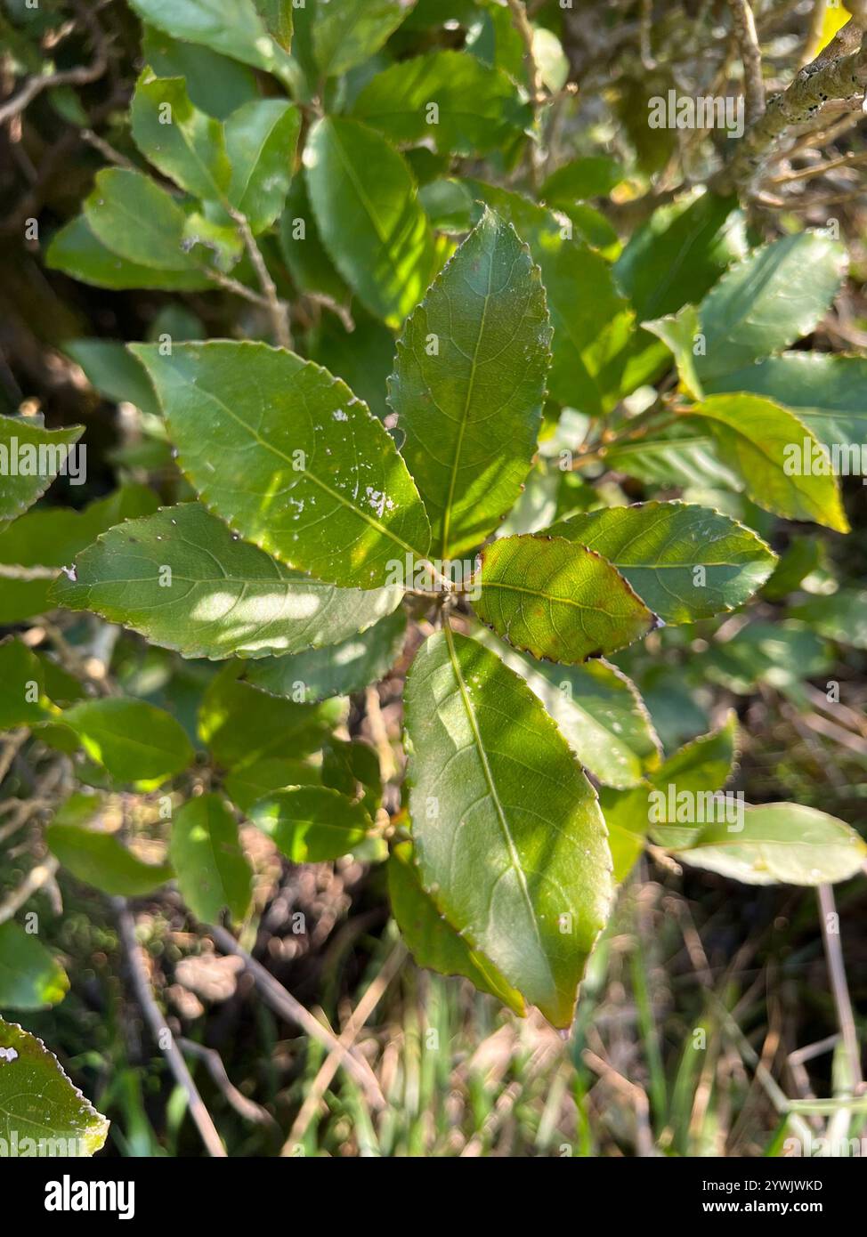 Mahoe melicytus ramiflorus hi-res stock photography and images - Alamy