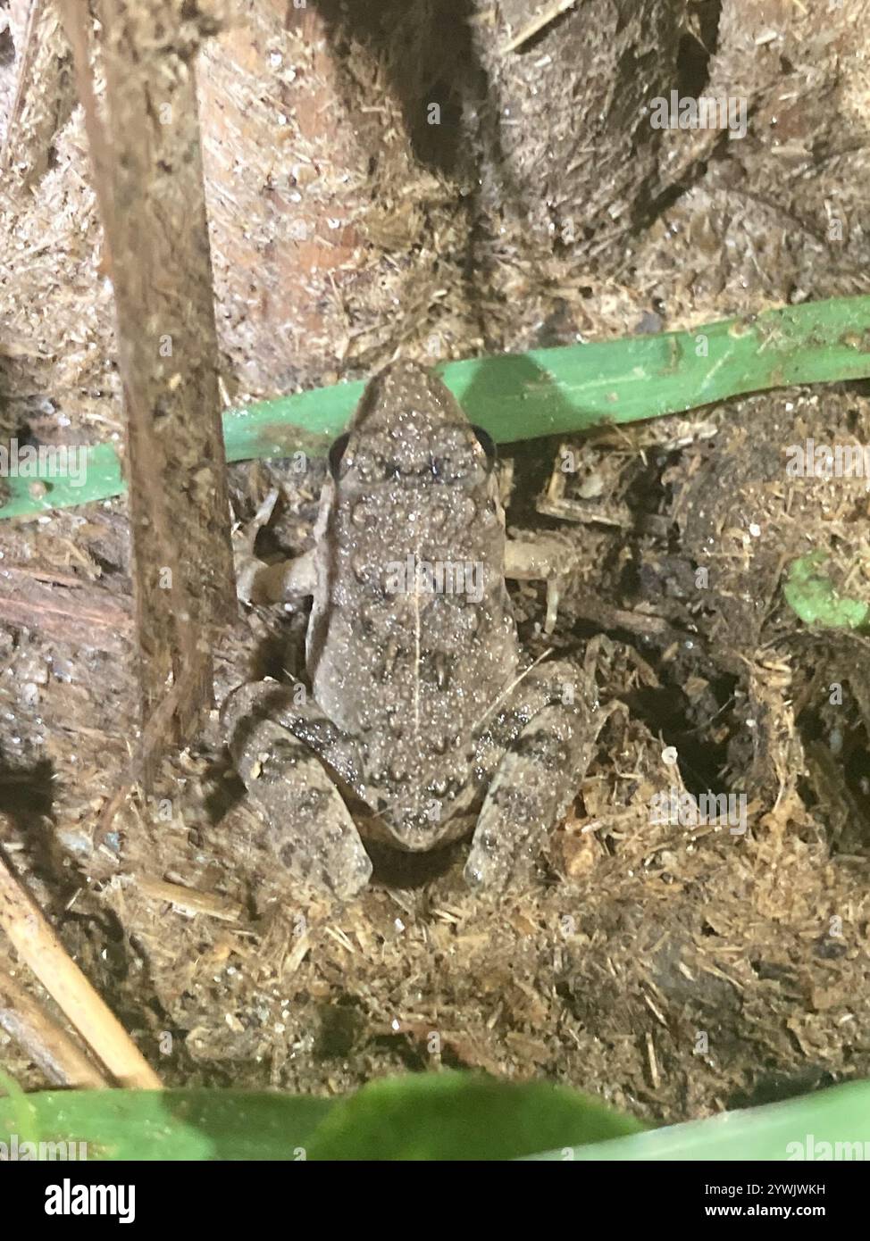 Nepal Wart Frog (Minervarya nepalensis Stock Photo - Alamy