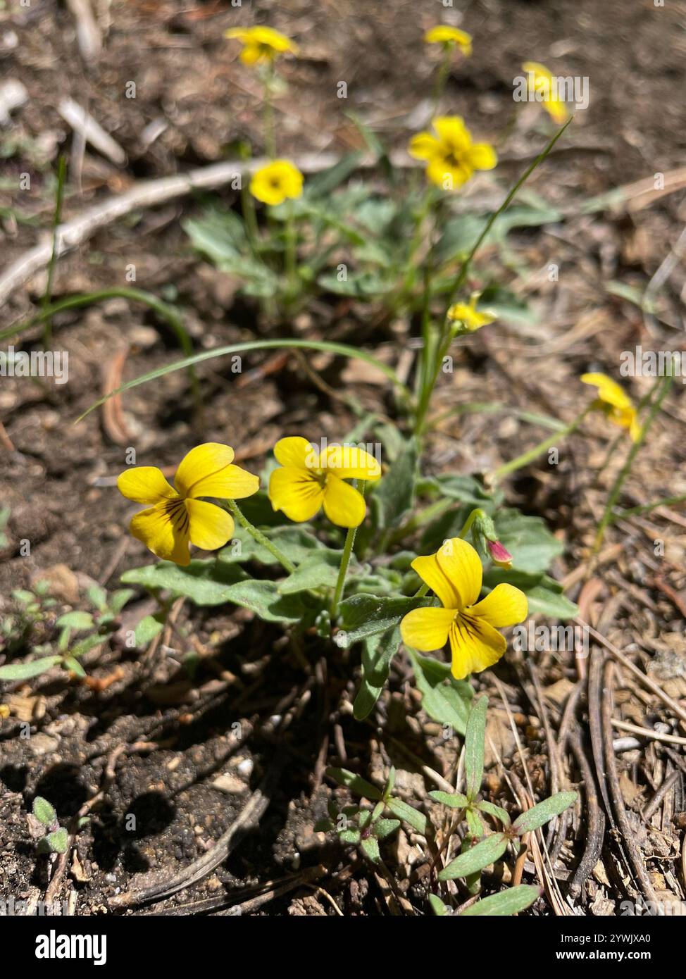 Viola pinetorum hi-res stock photography and images - Alamy