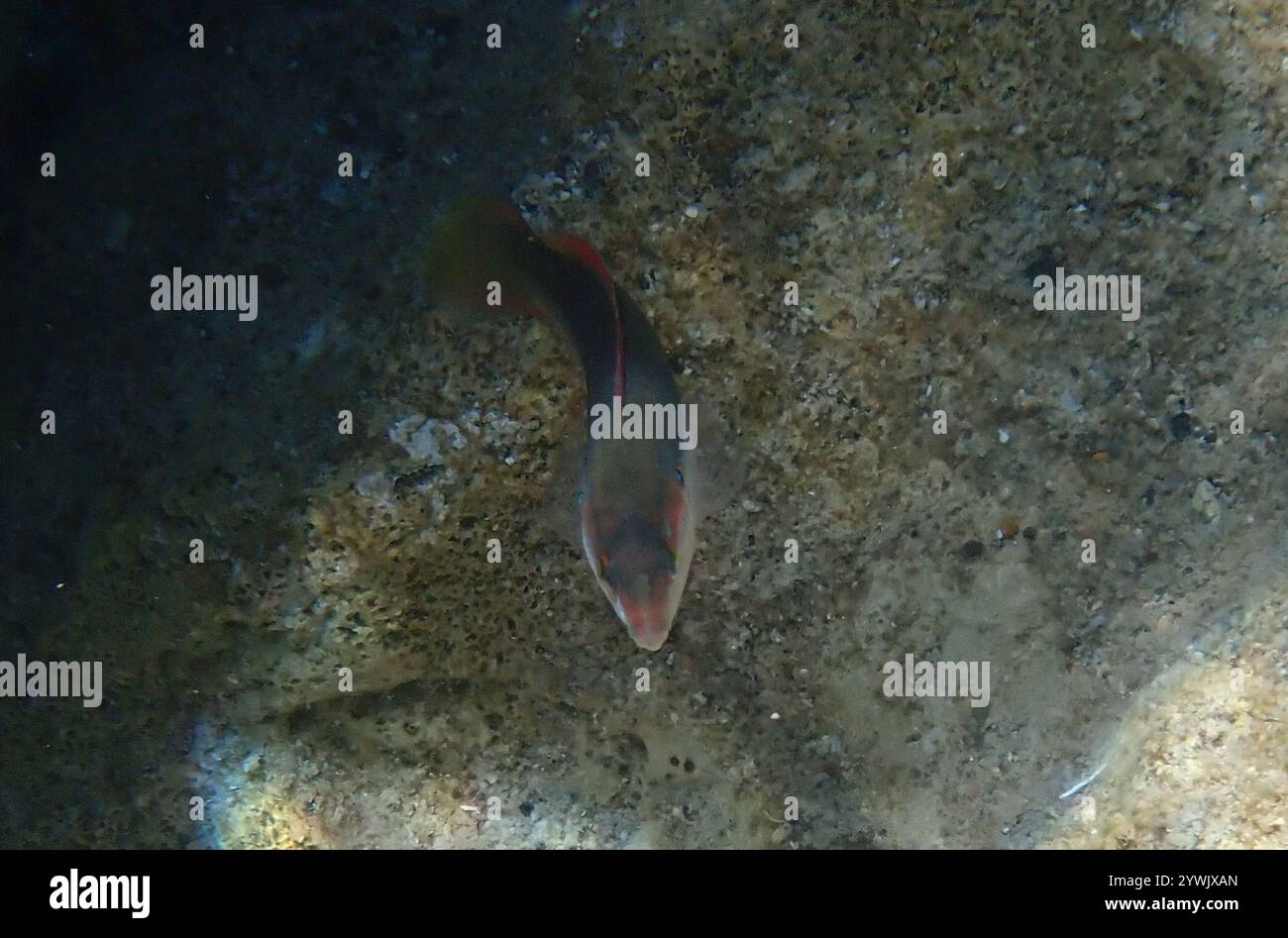 Mediterranean Rainbow Wrasse (Coris julis Stock Photo - Alamy