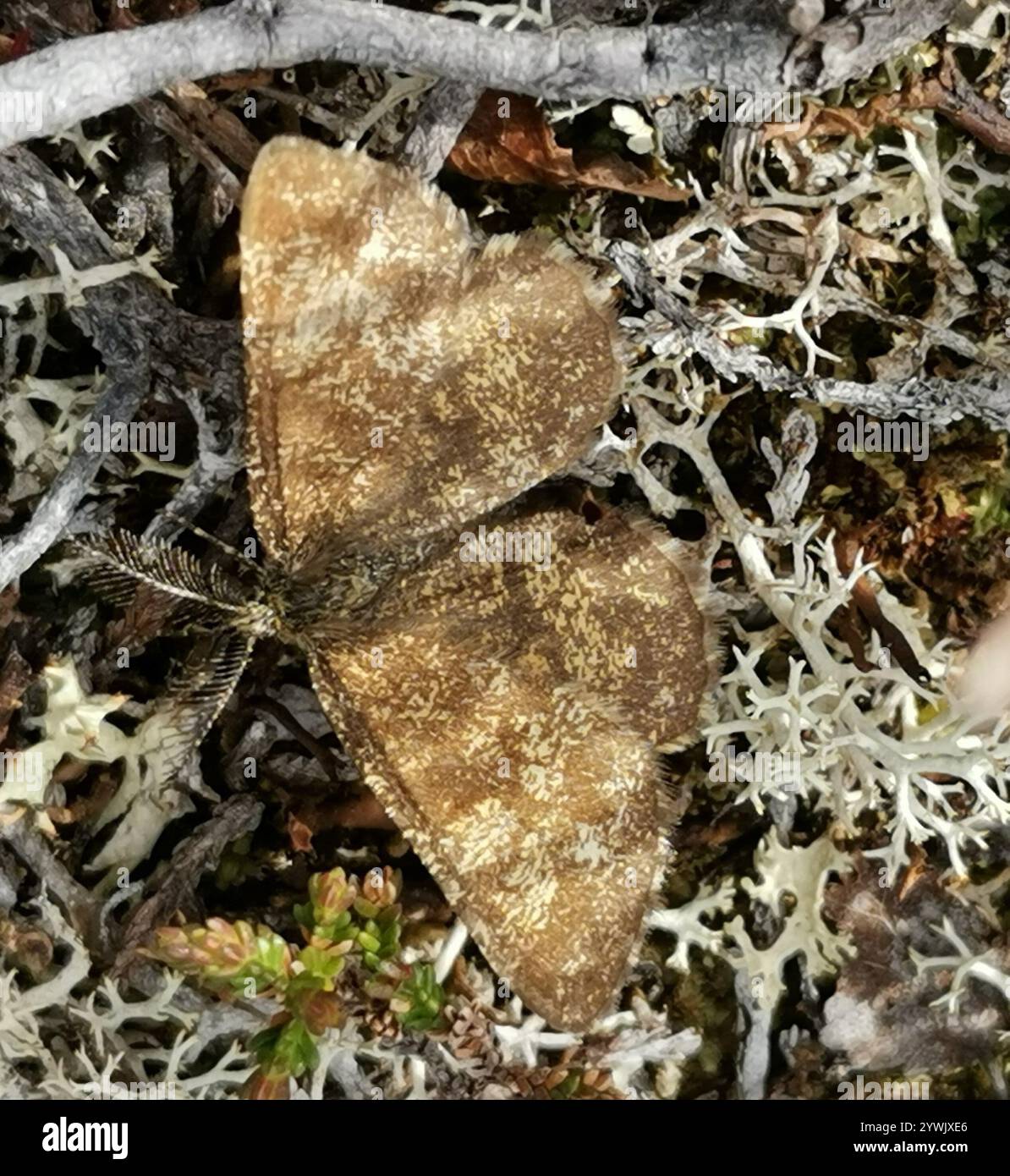 Common Heath (Ematurga atomaria Stock Photo - Alamy