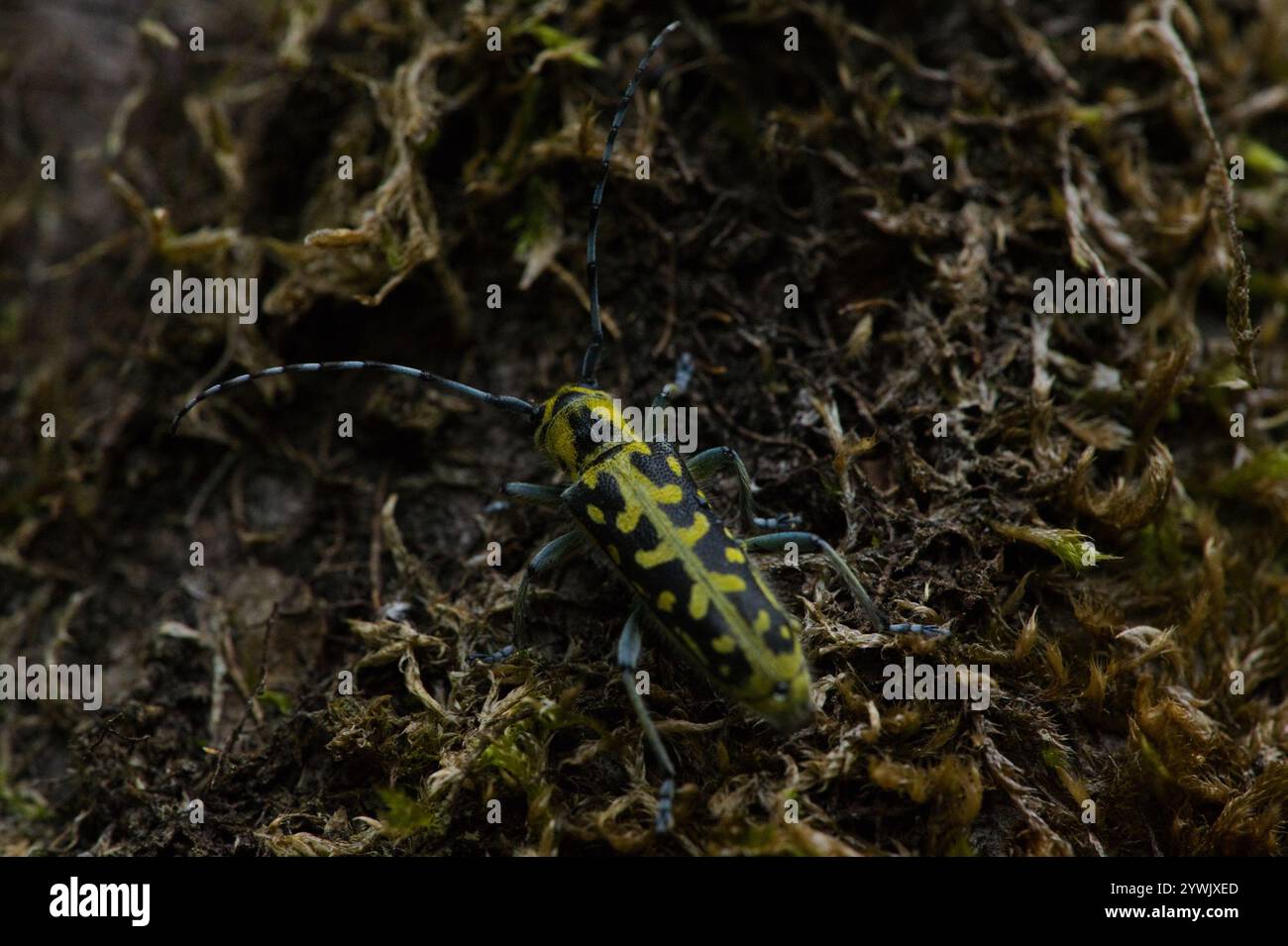 Saperda scalaris longhorn beetle hi-res stock photography and images ...