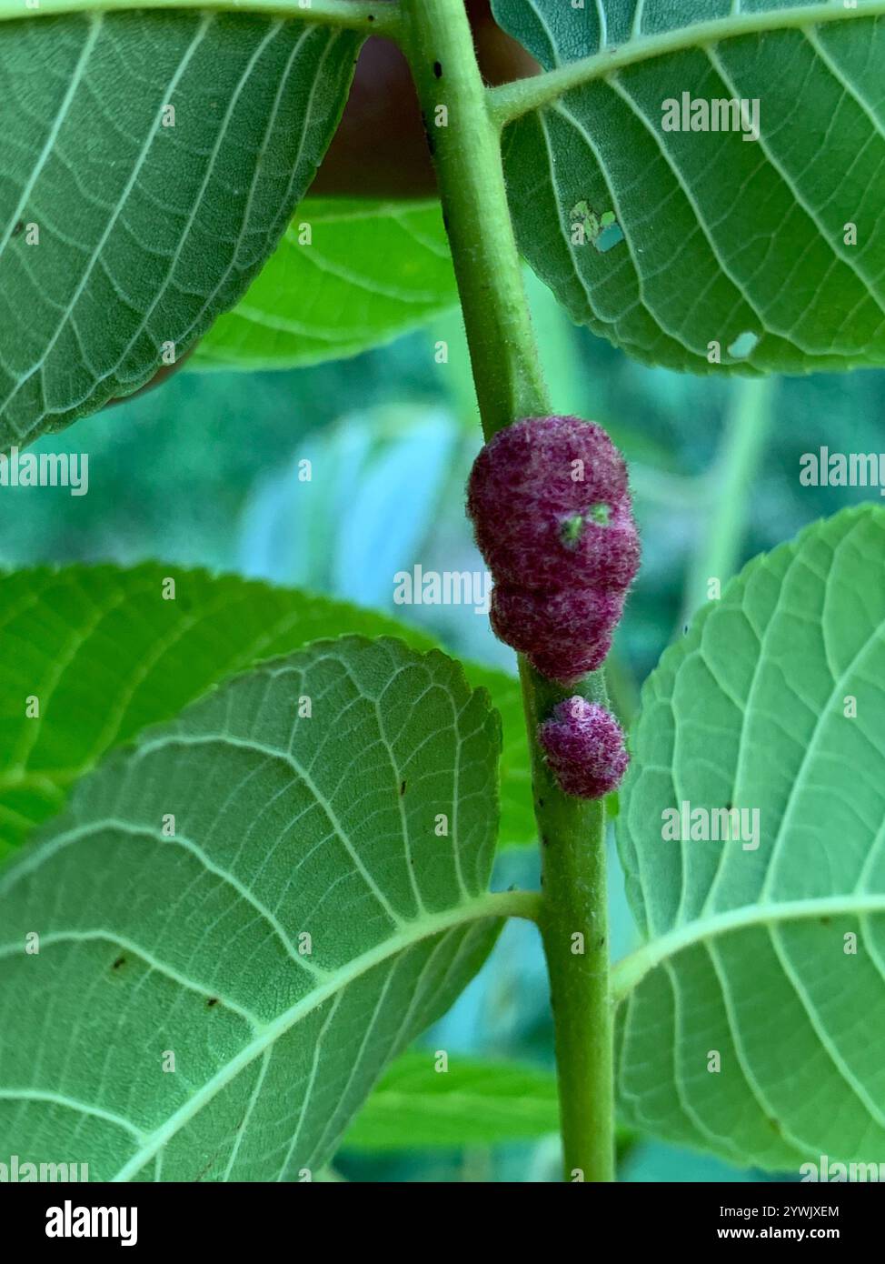 Black Walnut Petiole Gall Mite (Aceria caulis Stock Photo - Alamy