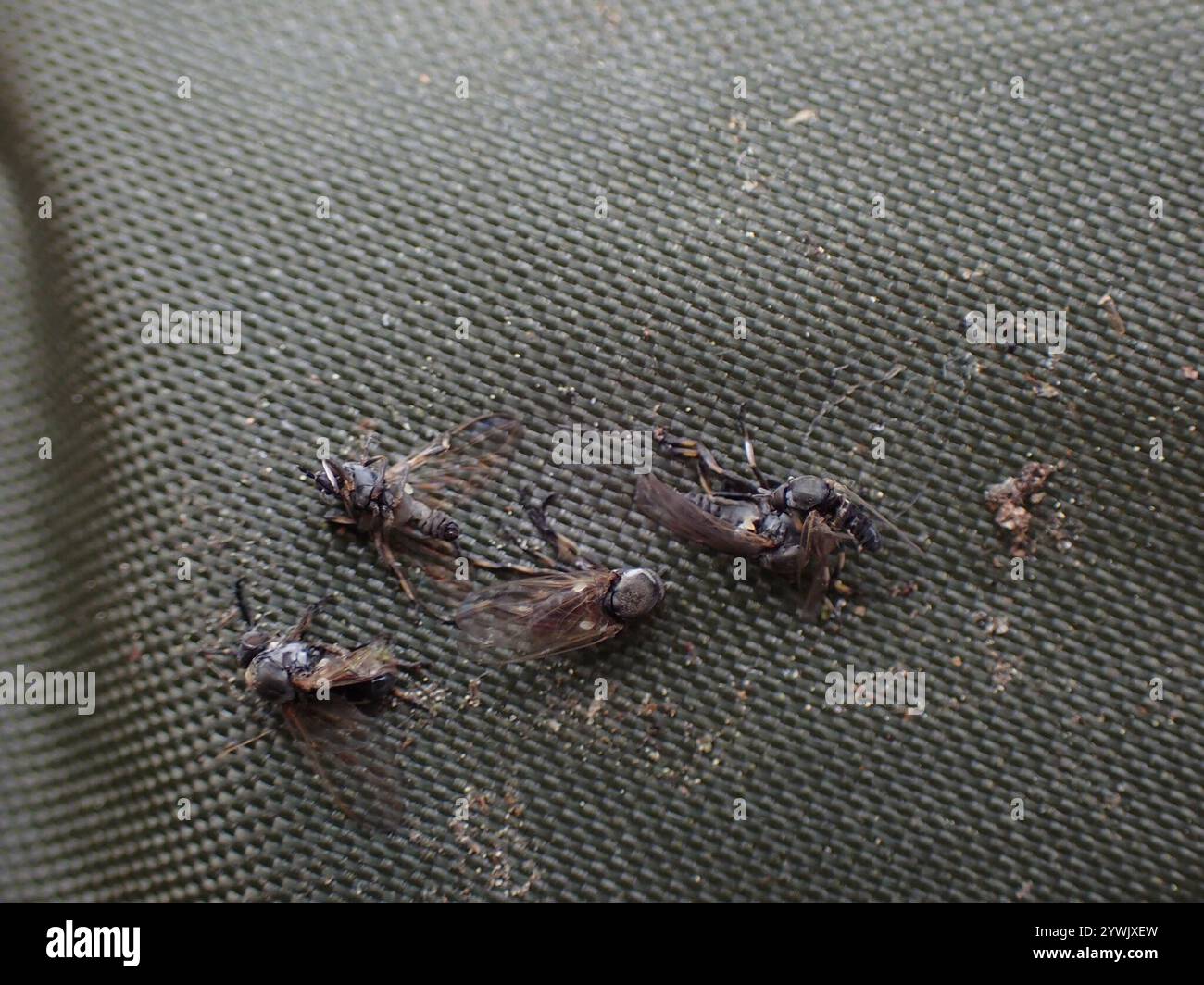 Black Flies (Simuliidae Stock Photo - Alamy