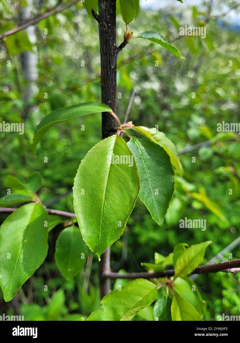 fire cherry (Prunus pensylvanica Stock Photo - Alamy