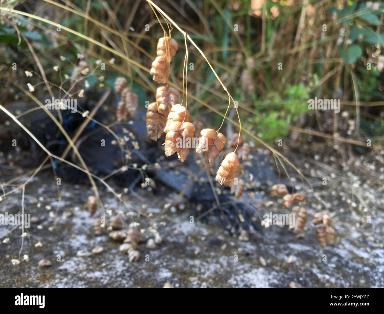 Greater Quaking Grass (Briza maxima Stock Photo - Alamy