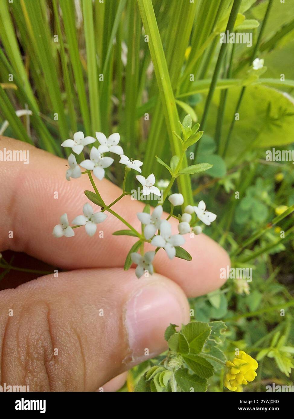 Common Marsh-bedstraw (Galium palustre Stock Photo - Alamy