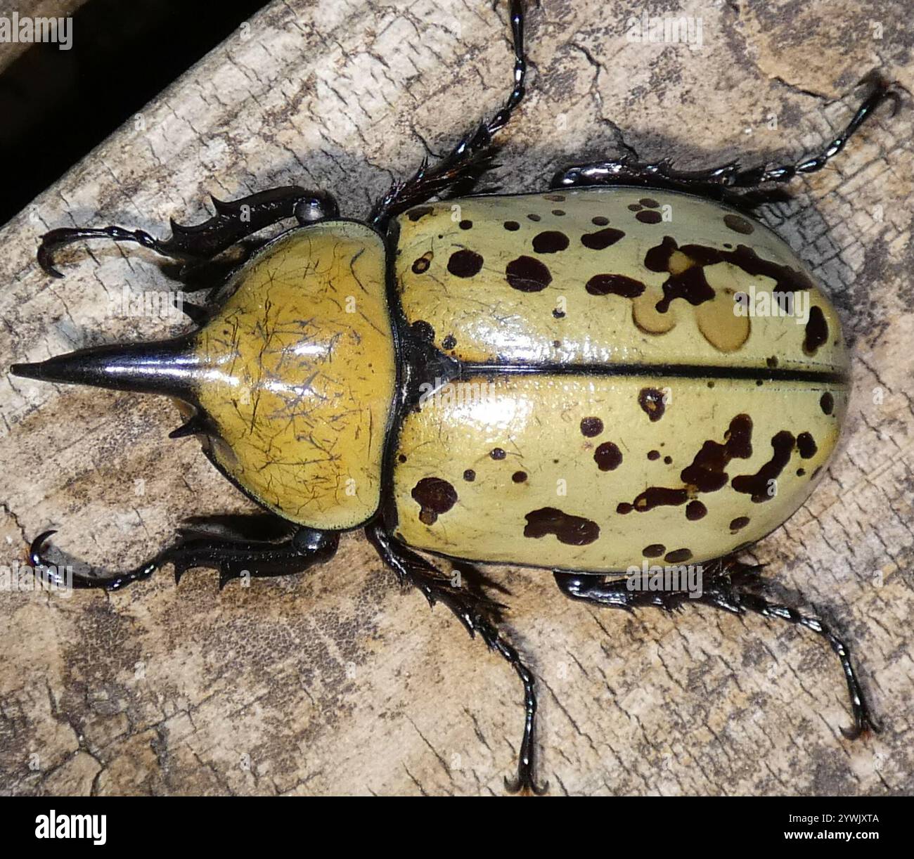 Eastern Hercules Beetle (Dynastes tityus Stock Photo - Alamy