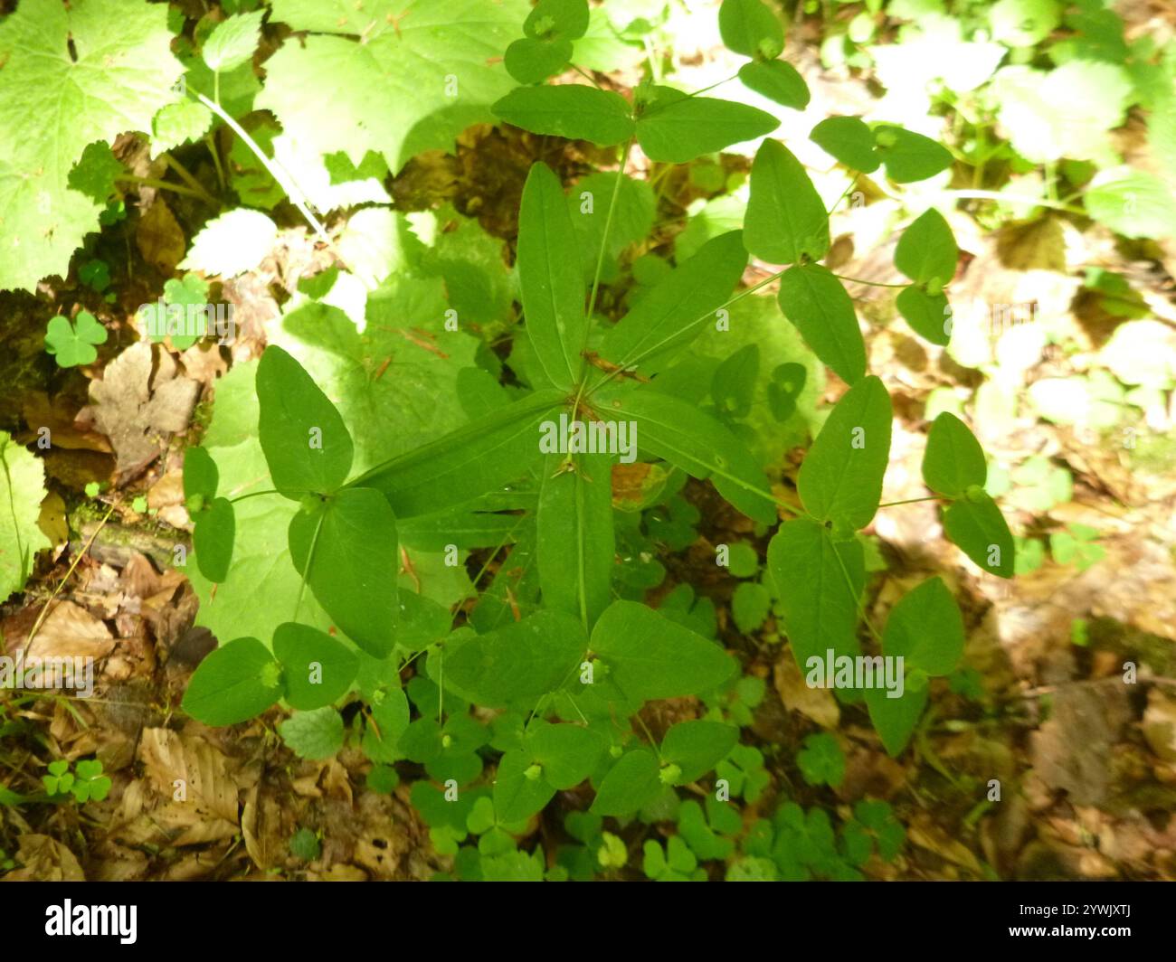 Sweet Spurge (Euphorbia dulcis Stock Photo - Alamy