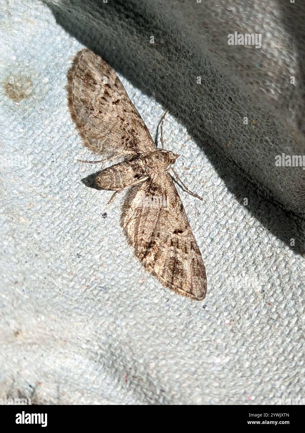 Mottled Pug (Eupithecia exiguata Stock Photo - Alamy