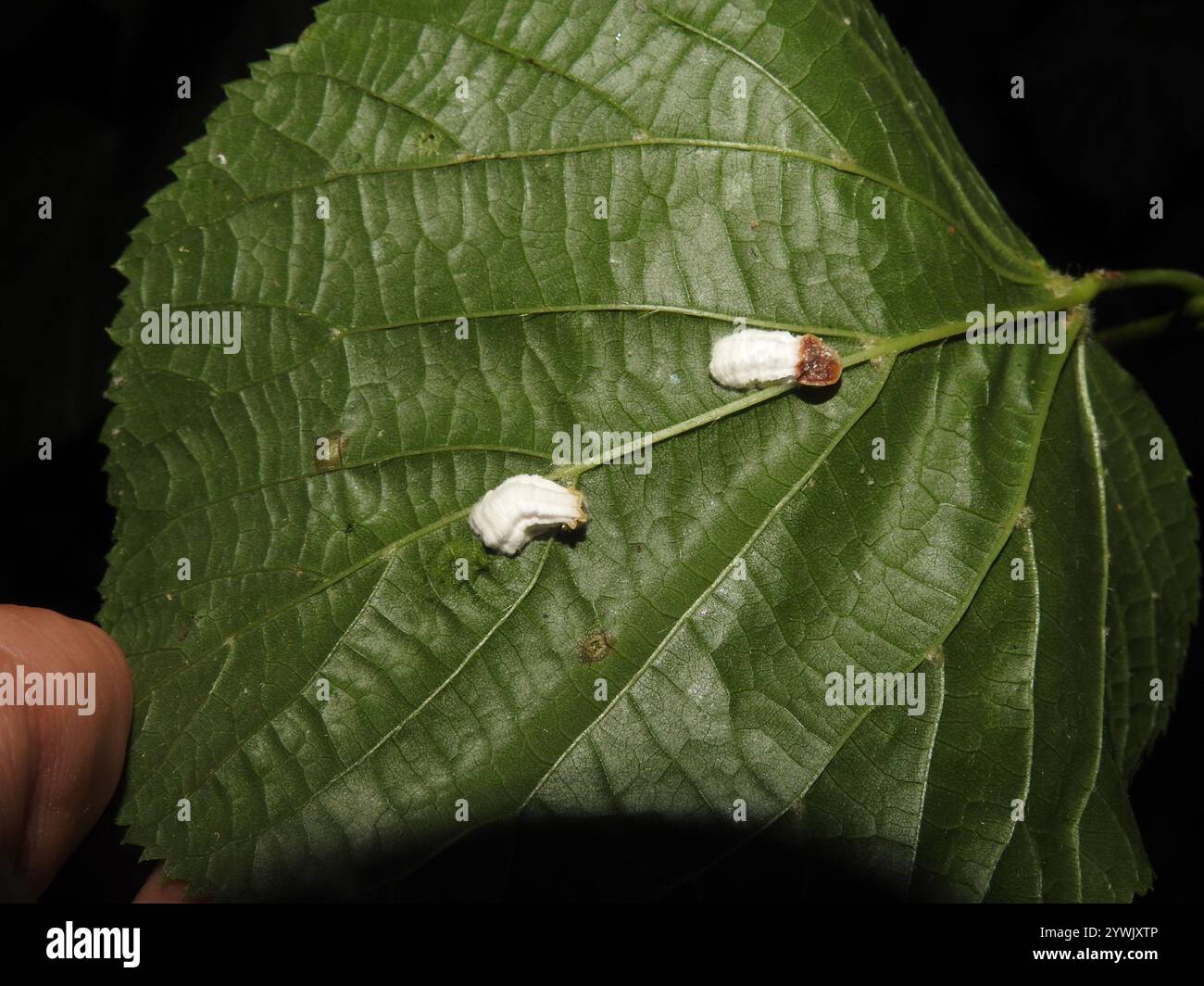 Cottony Hydrangea Scale (Pulvinaria kuwacola Stock Photo - Alamy