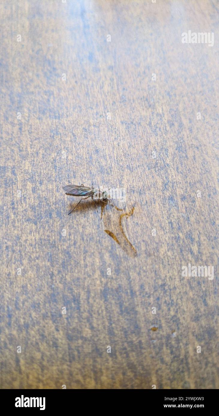 Compost Fly (Ptecticus trivittatus Stock Photo - Alamy