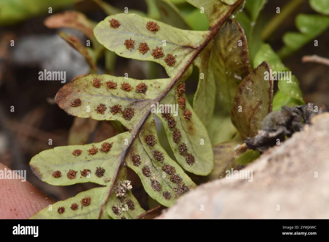 western polypody (Polypodium hesperium Stock Photo - Alamy