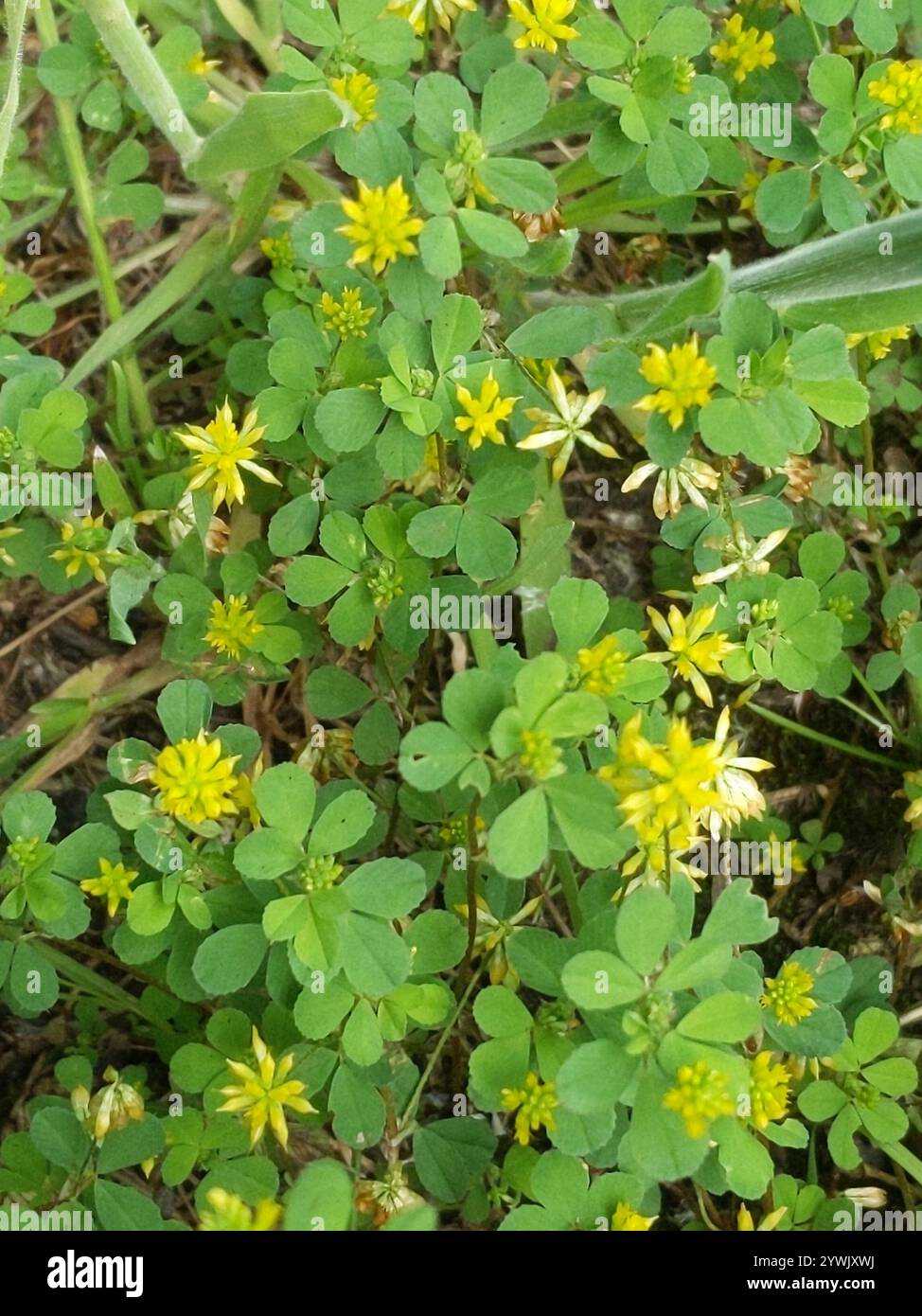 Lesser hop trefoil (Trifolium dubium Stock Photo - Alamy