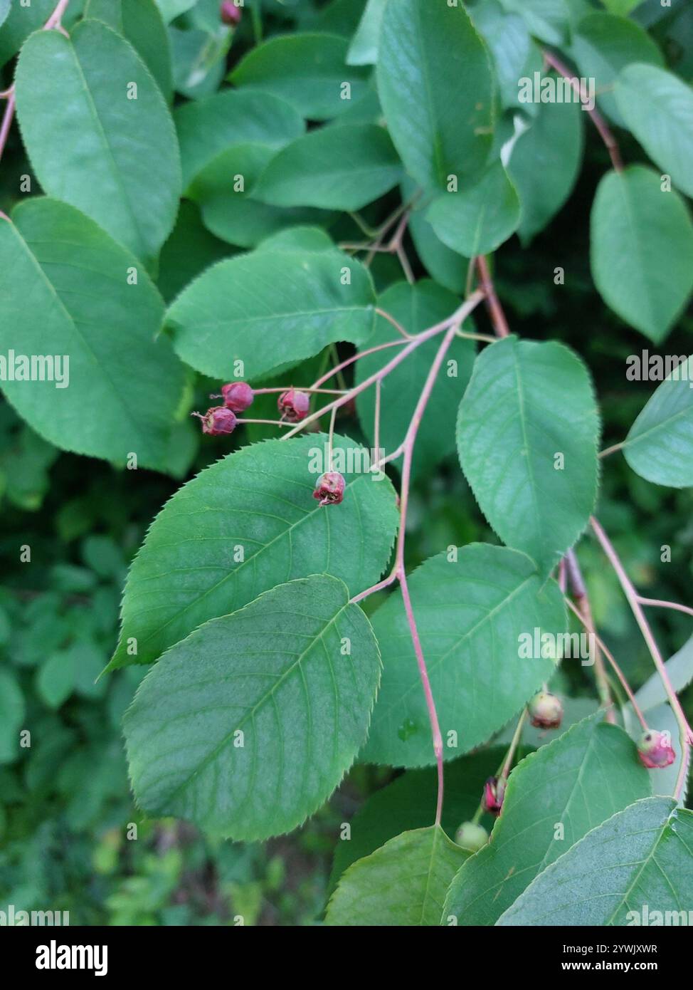 common serviceberry (Amelanchier arborea Stock Photo - Alamy