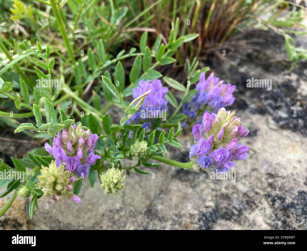 Prairie Milkvetch (Astragalus laxmannii robustior Stock Photo - Alamy