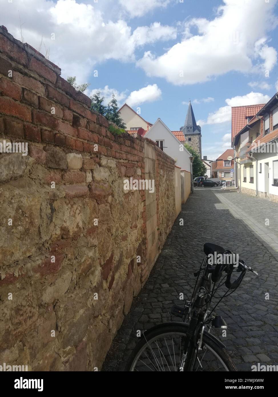 wall-rue (Asplenium ruta-muraria Stock Photo - Alamy