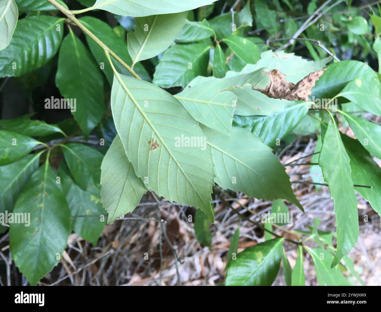 ring-cupped oak (Quercus glauca Stock Photo - Alamy