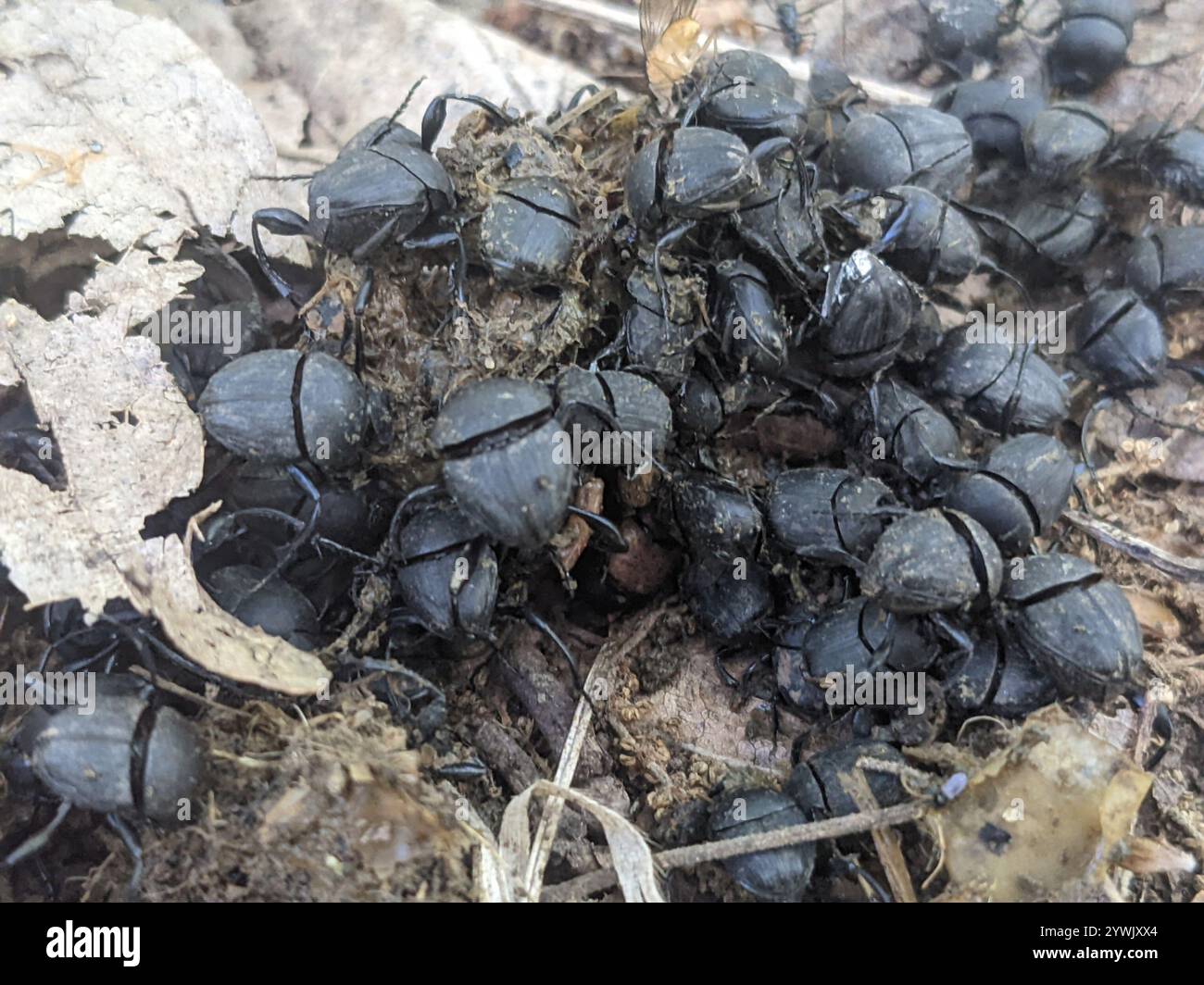 Spider Dung Beetles (Sisyphus Stock Photo - Alamy