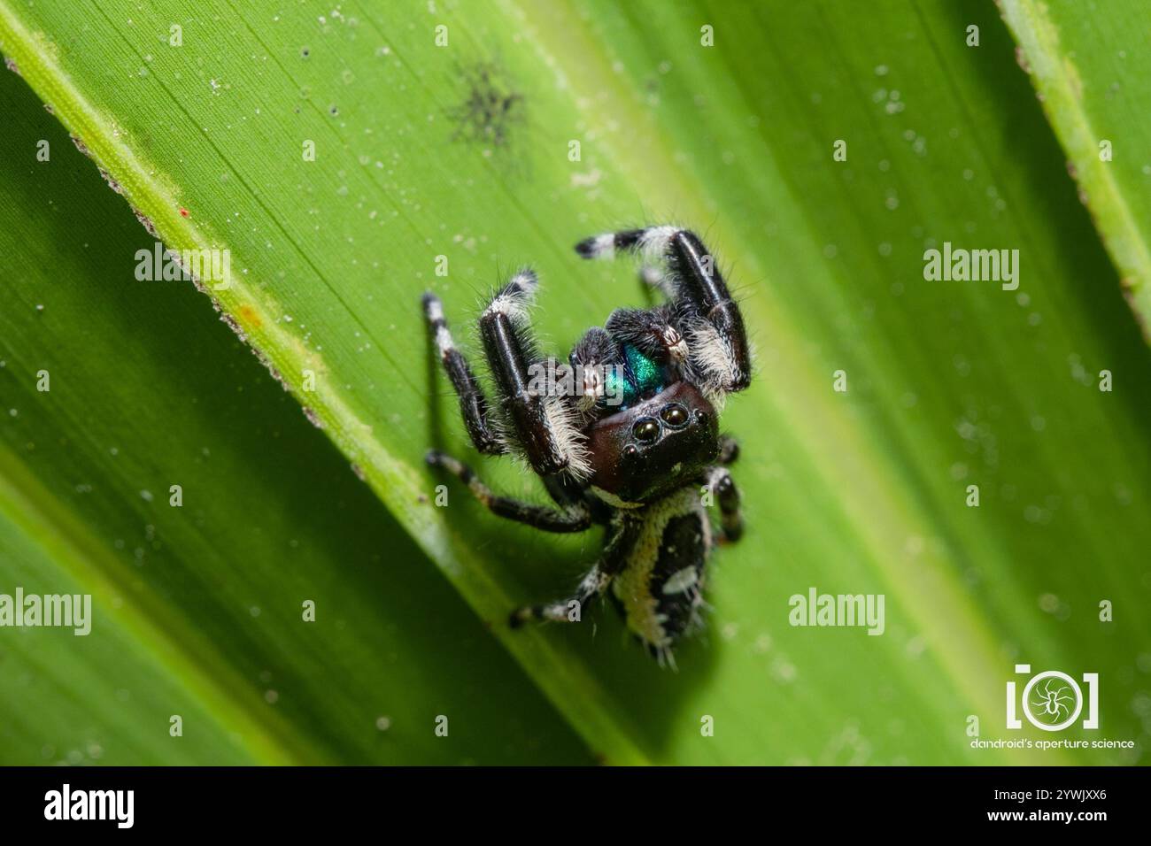 Workman's Jumping Spider (Phidippus workmani Stock Photo - Alamy