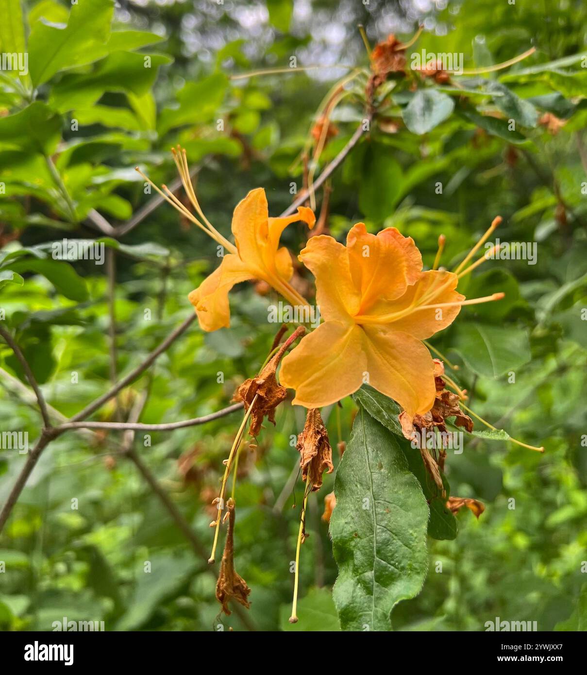 Flame Azalea (Rhododendron calendulaceum Stock Photo - Alamy