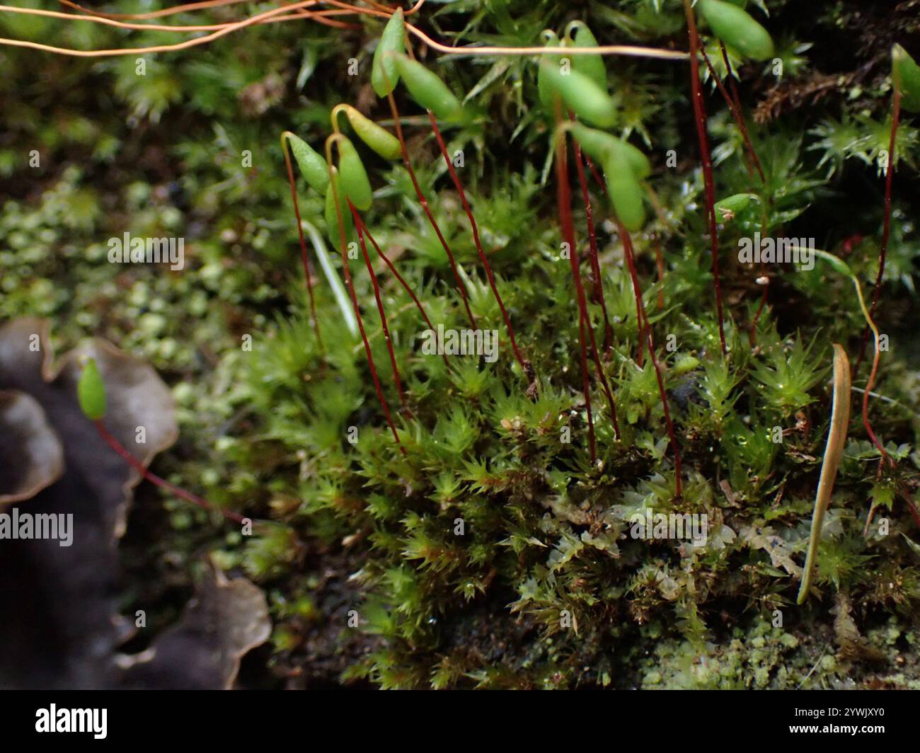 Long-leaved Thread Moss (Ptychostomum pseudotriquetrum Stock Photo - Alamy