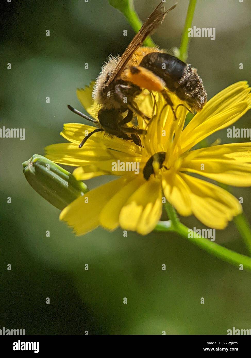 Yellow-legged Mining Bee (Andrena flavipes Stock Photo - Alamy