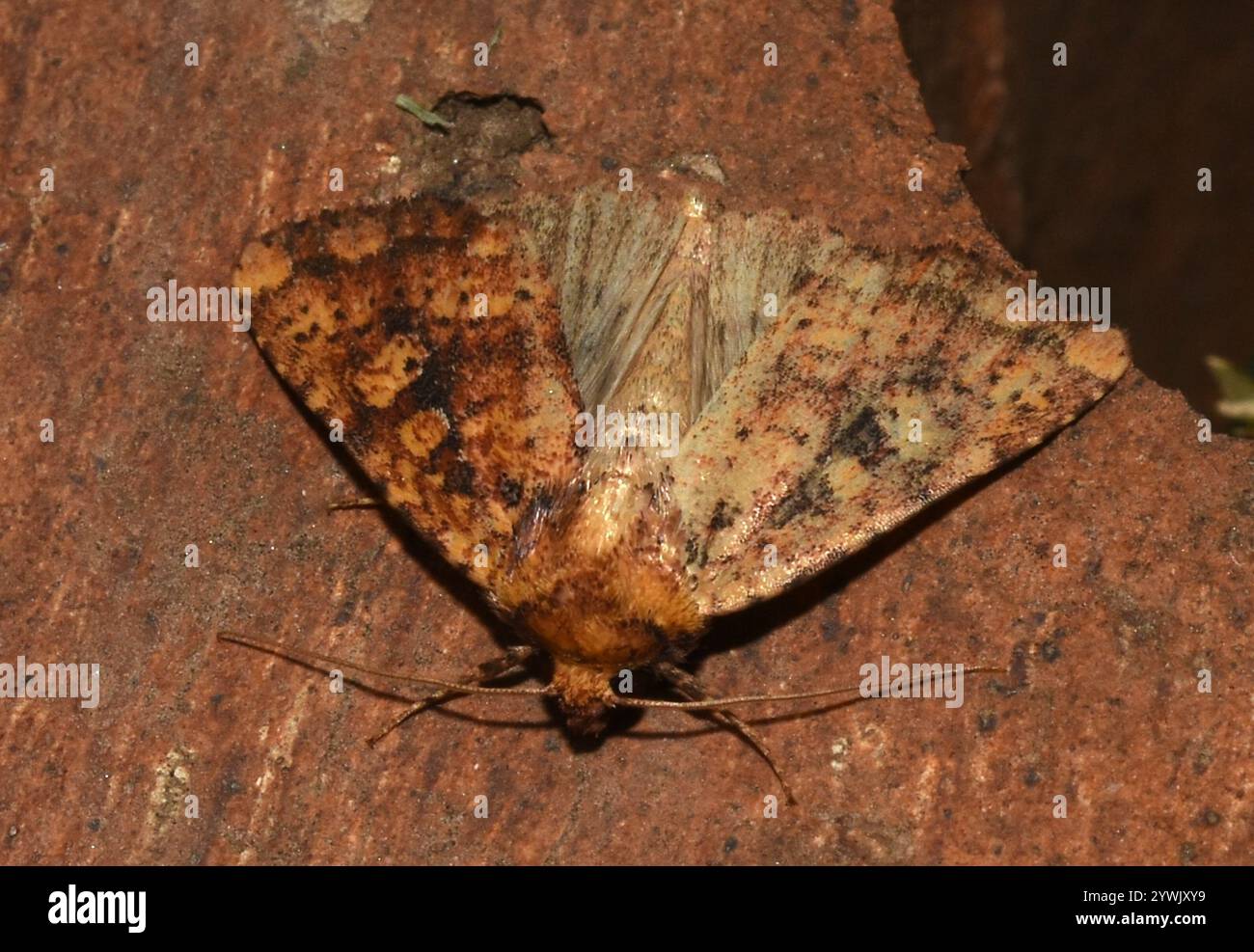 Red Groundling Moth (Perigea xanthioides Stock Photo - Alamy