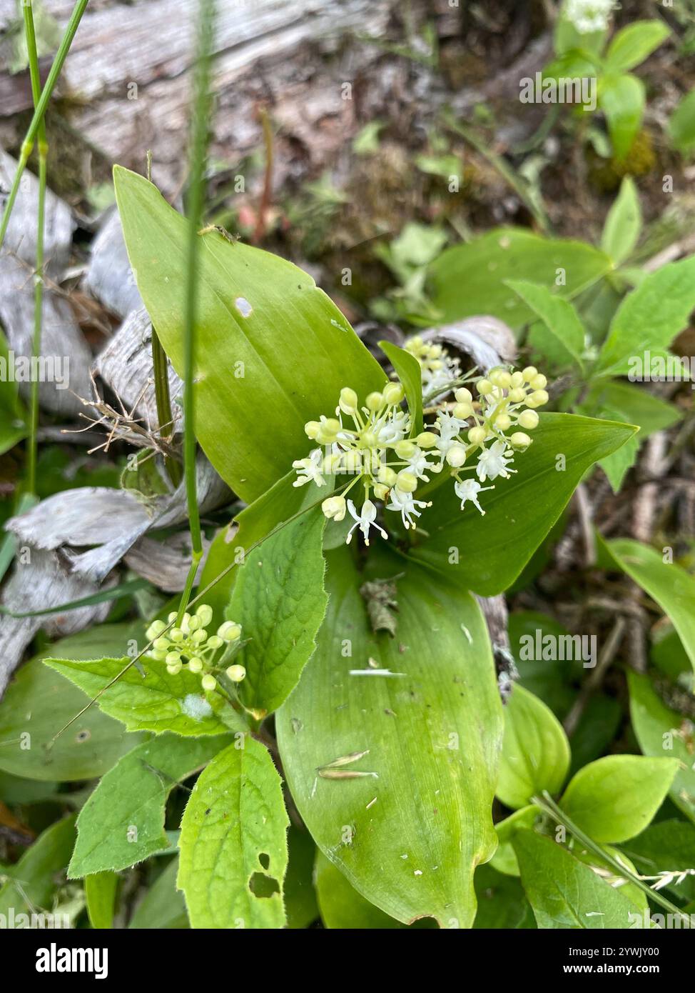 Canada mayflower (Maianthemum canadense Stock Photo - Alamy