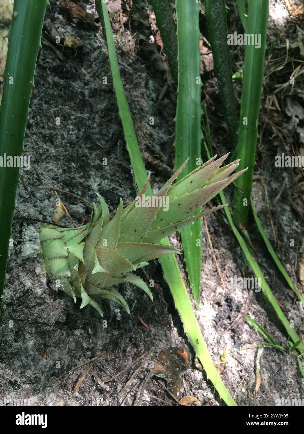 piñuela (Bromelia pinguin Stock Photo - Alamy