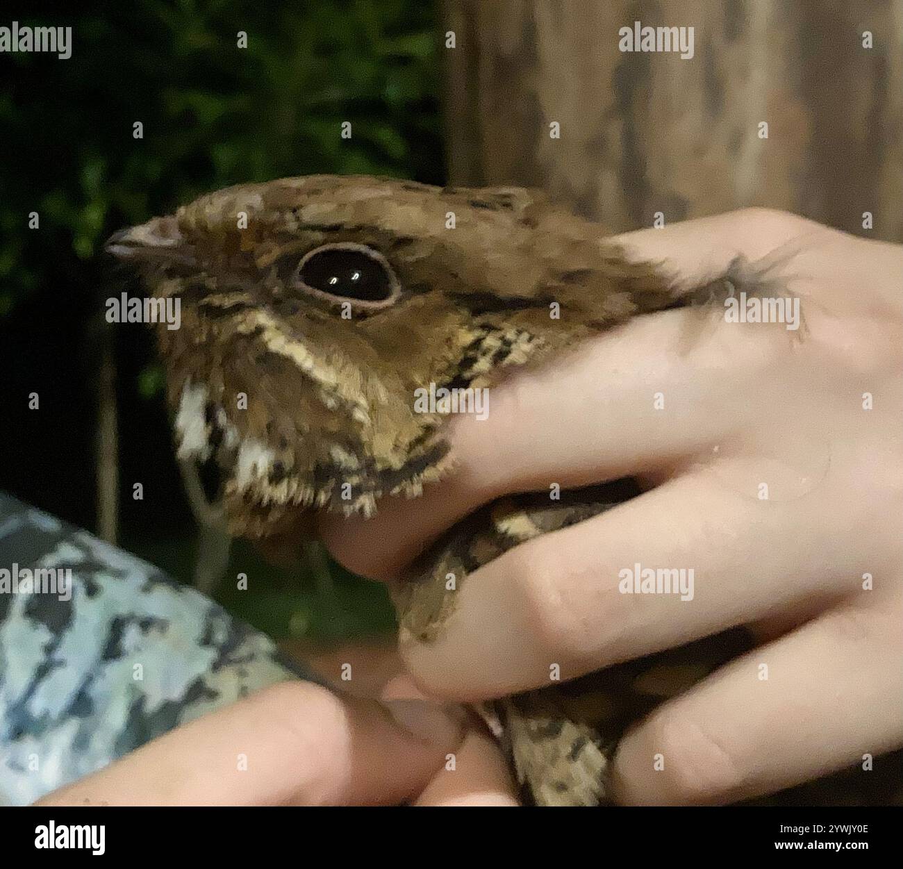 Common Pauraque (Nyctidromus albicollis Stock Photo - Alamy